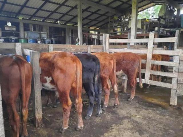 Rurais à venda em Lomba Grande