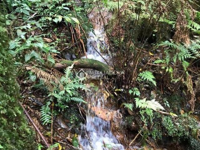 Rurais à venda em São Francisco de Paula