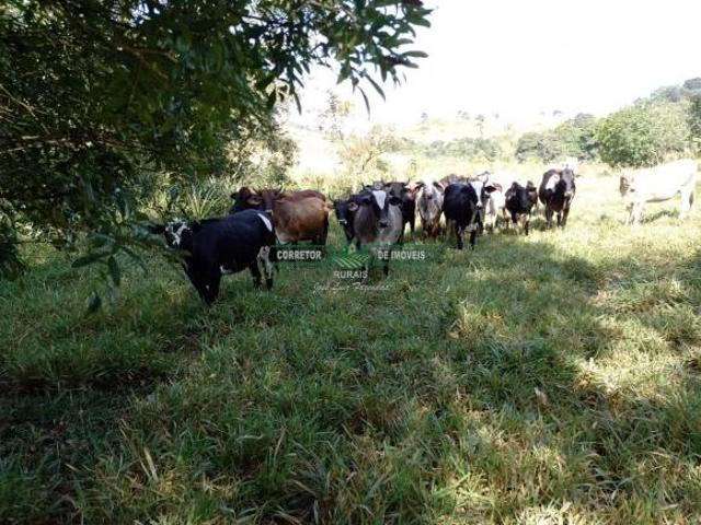 Rurais à venda em São Lourenço