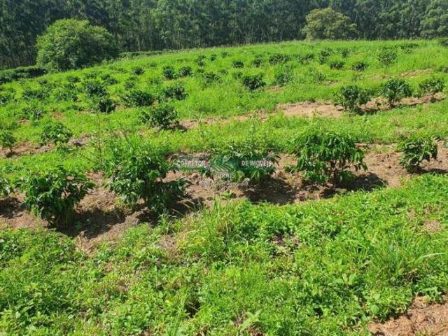 Rurais à venda em São Sebastião da Bela Vista