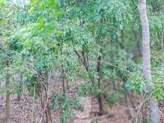 Rurais à venda em Sousas