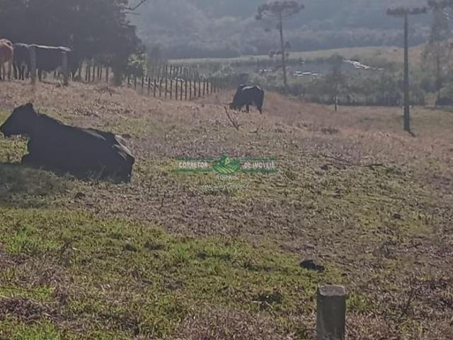 Rurais à venda na Zona Rural
