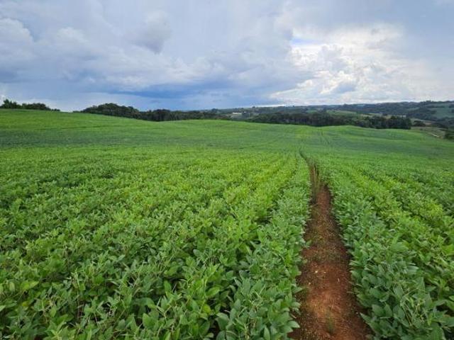 Rurais à venda no Centro