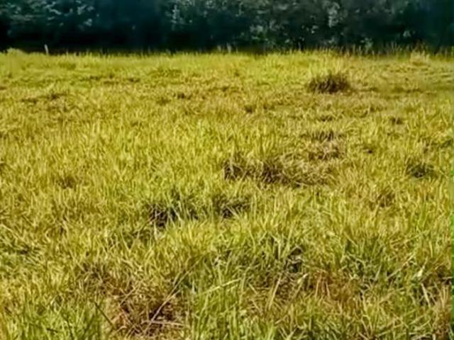 Rurais à venda no Centro