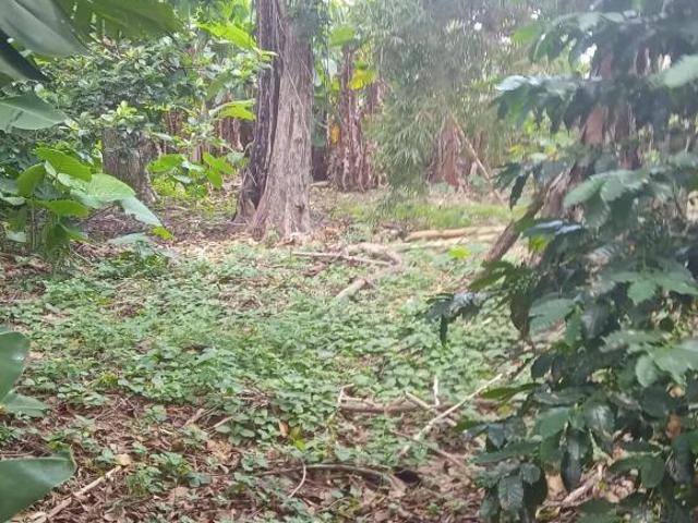 Rurais à venda no Centro