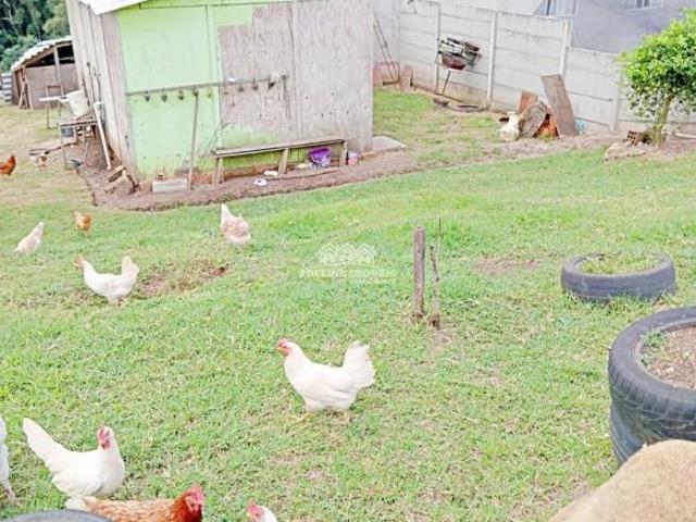 Rurais em AFCB Cidade Nova, Carambeí
