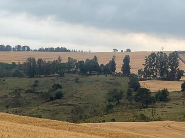 RURAL PARANÁ 305 ALQUEIRES