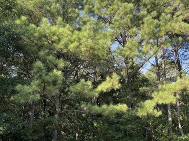 S Bills Rd, Murfreesboro, AR 71958