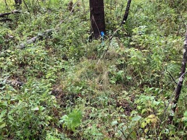 Scotts Hill Rd, East Machias, Plot For Sale