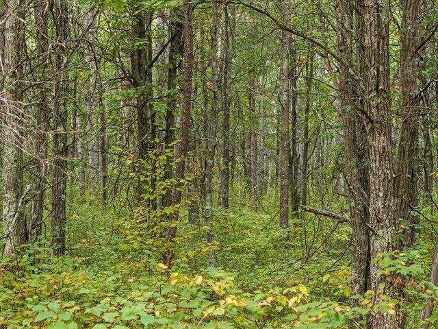 Sandbar Ln Lot A, Merrifield, MN 56465