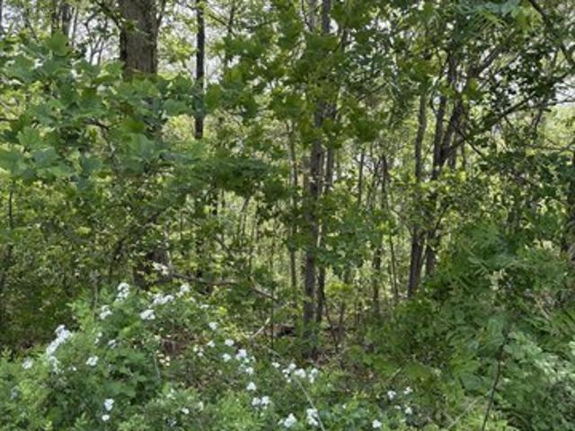 Saddleridge Dr Lot 168, Speedwell, TN 37870