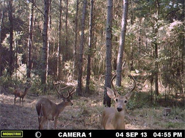 Sallis, MS Atalla Country Land 57.000000 acre for sale in Sallis, Mississippi
