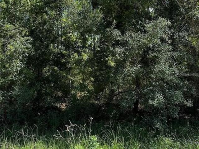 SE 21st Pl, Williston, FL 32696