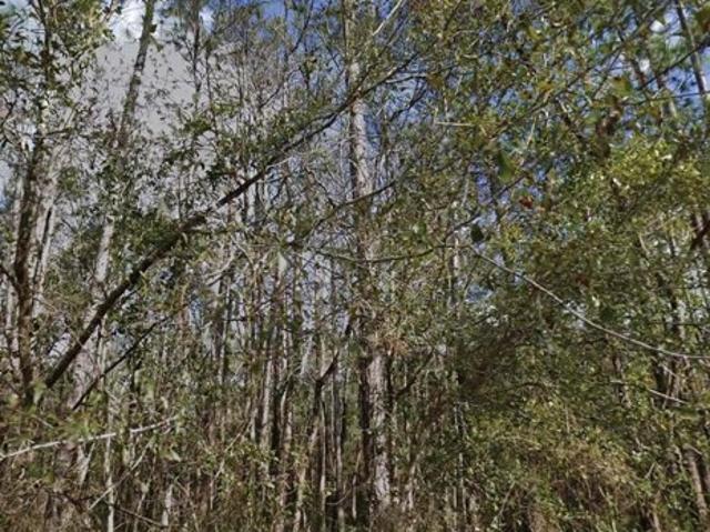 Se Rd St, Palatka, Plot For Sale