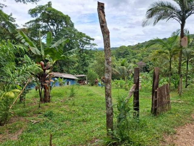 SEMI PORTEIRA FECHADA SITIO DE 1,5 ALQUEIRES COM 2 TANQUES, 1300 PÉS DE PALMITO PUPUNHA E ÓTIMA CASA