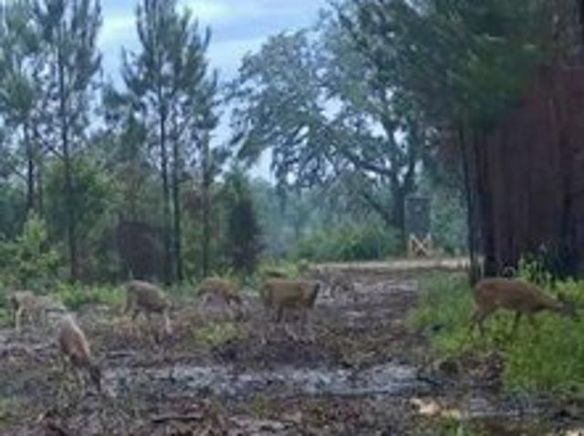 Sealy Wells Rd, Cottonwood, AL 36320