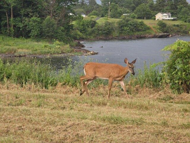 Searsport ME 04974 104153603