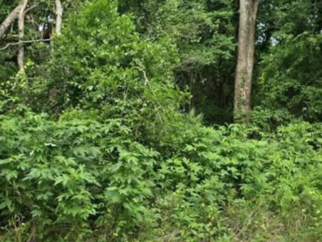 Sellars St, Daingerfield, TX 75638
