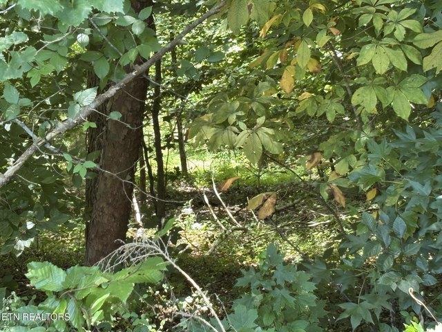 Shoreside Rd Lot 322, New Tazewell, TN 37825