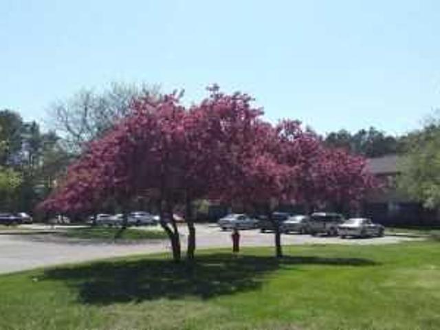 Shaw Lane 3 Bedroom Apartment for Rent at 727 W Shaw St, Howard City, MI 49329