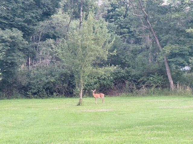 Shade Tree, Franklin, PA 16323