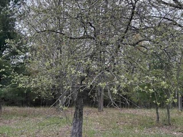 Shanty Creek Rd, Bellaire, MI 49615