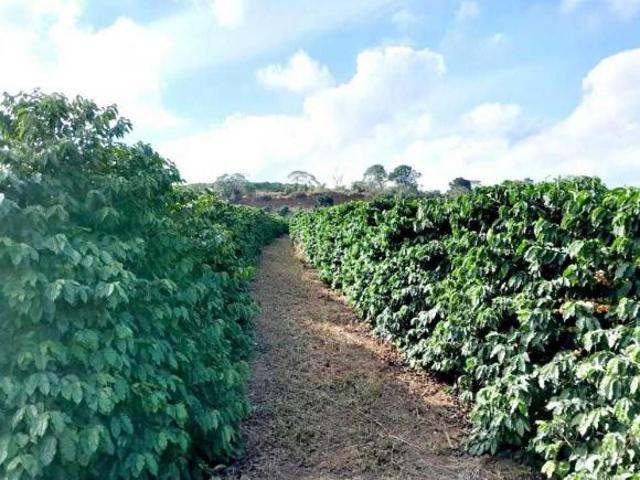 Sítio de 3.6 alqueires de café em Muzambinho MG NJ1