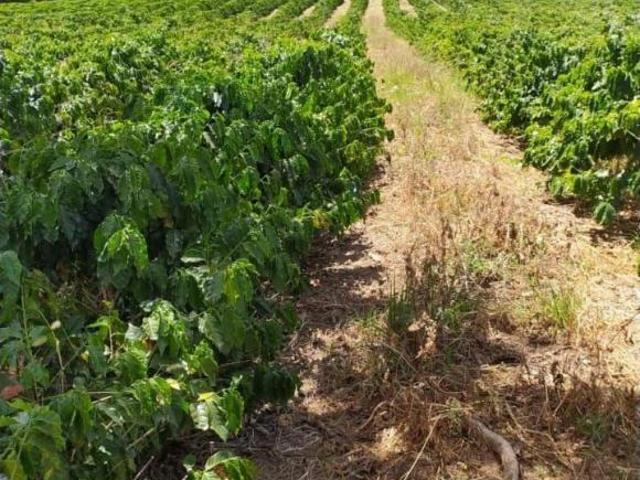 Sítio de 2 alqueires com 17 mil pés de café tratorável em Muzambinho MG NJ1