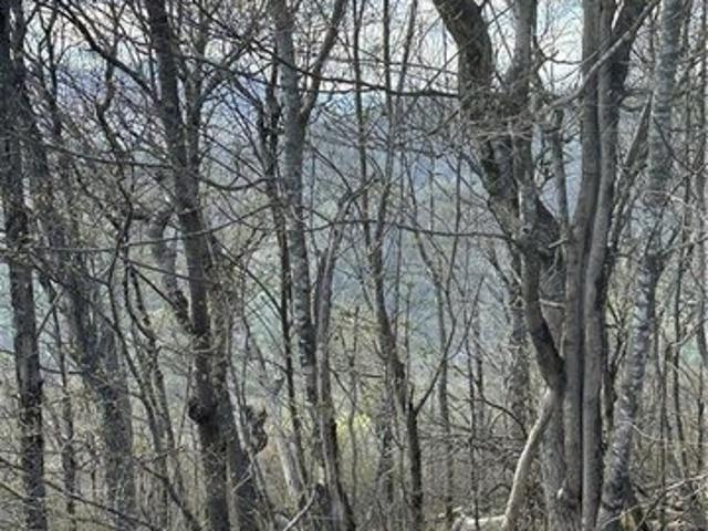 Silver Fox Dr Lot 40, Blowing Rock, NC 28605