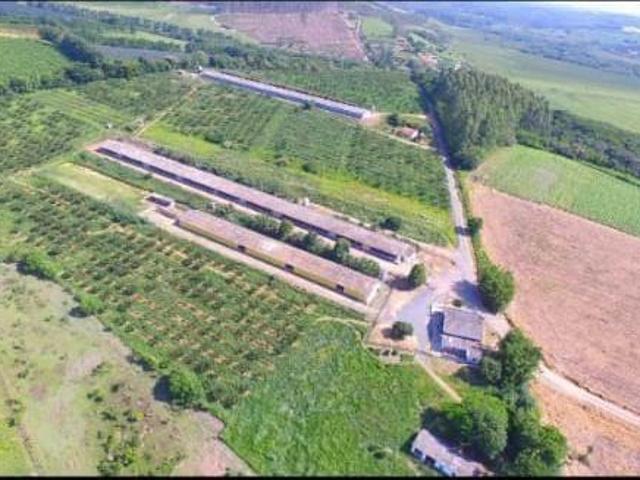 Sítio 7 Alqueires, 3 Pavilhões com 60 Mil Frangos, Casa Sede, Ótima Localização, Estuda Parte em Per