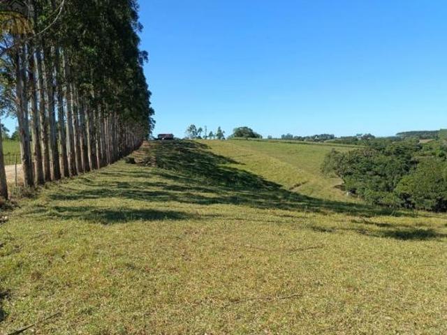Sitio, 7,2 Alqueires Ótima Localização E Produzindo, Sarapuí, SP