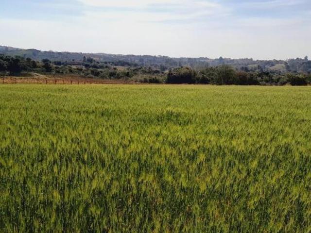 Sitio 10.4 alqueire frente para castelo Branco plantação de trigo uma reserva aproximadamente 2 al