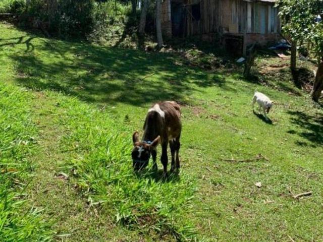 Sítio para venda em Jardim do Cedro, Gravataí