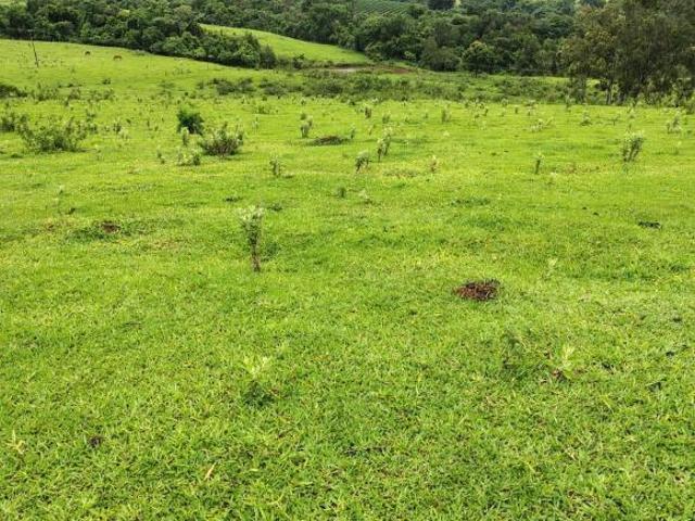 Sítio terra vermelha,bom para abacate,café etc.