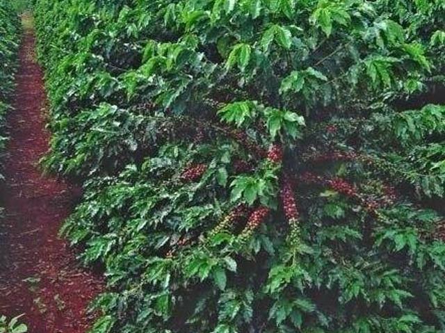 Sítio venda. Empório Negócios vende sítio café na região de São Sebastião do Paraíso MG