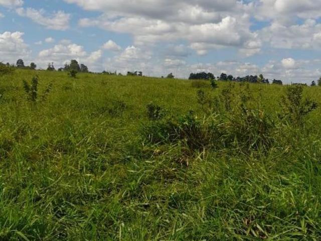 Sítio venda. Empório Negócios vende sítio para pecuária e lavoura na região de Mococa