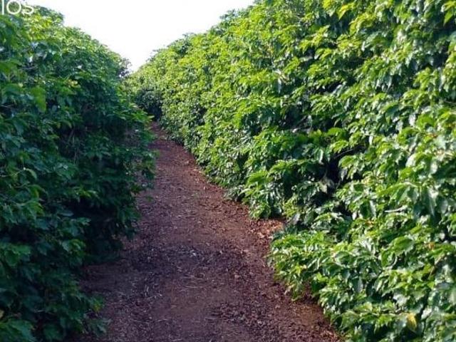 Sítio vende. Empório Negócios vende sítio café na região de São Sebastião do Paraíso MG