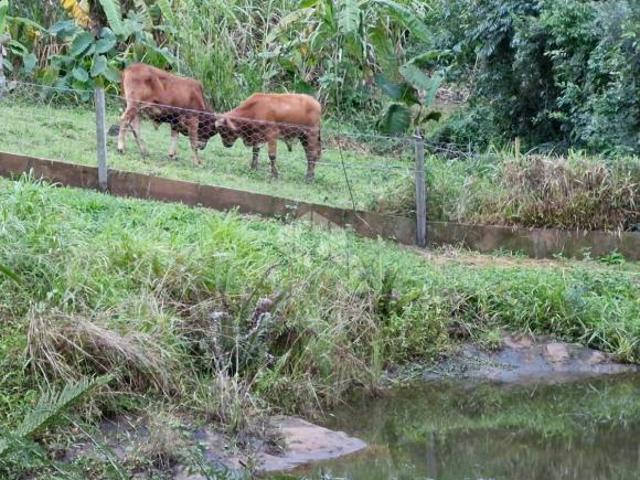 Sitio a venda, Morro da laje Caraá RS