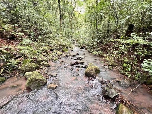 Sítio à venda no bairro Zona Rural São Francisco de Paula/RS