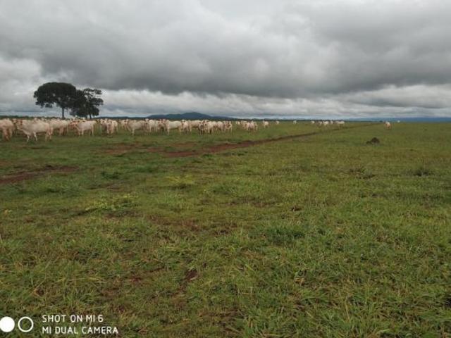 Sítio à venda no bairro Area Rural em Miranda/MS