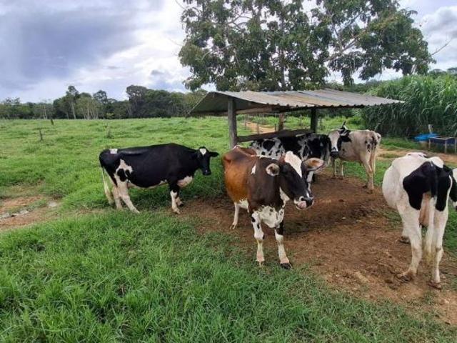 SÍTIO À VENDA NO SANTO ANTÔNIO DO DESCOBERTO 33 HECATRES