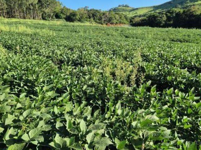 Sítio a venda com 12.29 alqueires, 15 km do centro de Campo Mourão Paraná PR