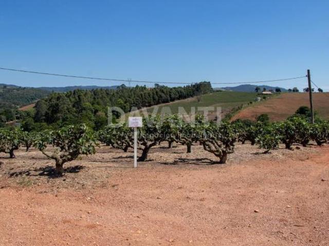 Sítio à venda em Morungaba na Davanti Imóveis