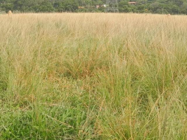 Sítio à venda em Boituva SP, Zona Rural: 435.600,00 m² de área. Venha conferir!