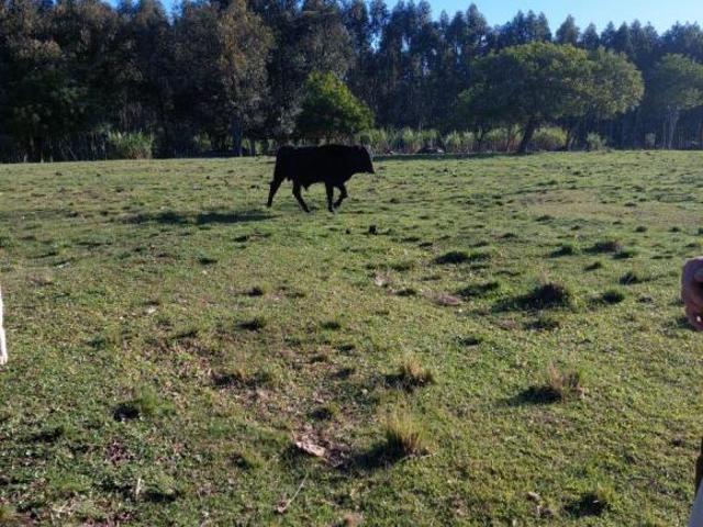 Sítio à venda em Guaíba/RS com 6 hectares, açude de nascente e excelente estrutura – Ideal para mora