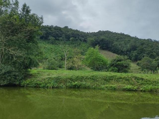 Sítio Á Venda em Iguape SP com 15 hectares, plantação de pupunha e nascente!
