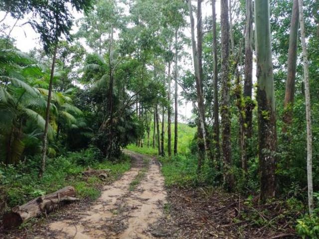 Sítio Á Venda em Iguape SP, com 45 alqueires, nascente e pupunha