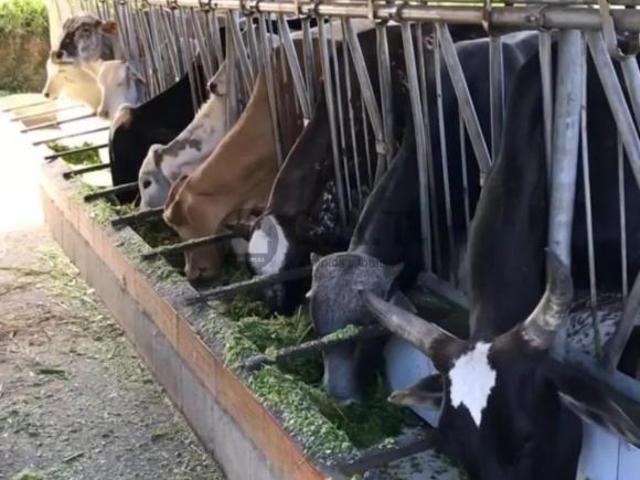 Sítio à venda em Pilar do Sul SP, Bairro Alegre: 4 quartos, 2 salas, 3 banheiros, 8 vagas, 450m² de