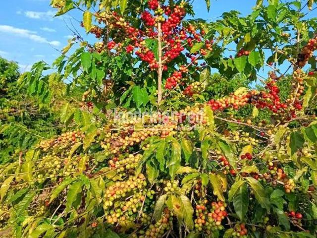 Sítio à Venda em Pinhalão Pr, Pinhalão PR