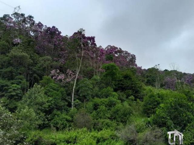 Sítio à Venda em Piracaia Bairro do Pião: 23 Alqueires, Eucalipto, Mata e Nascentes de Água